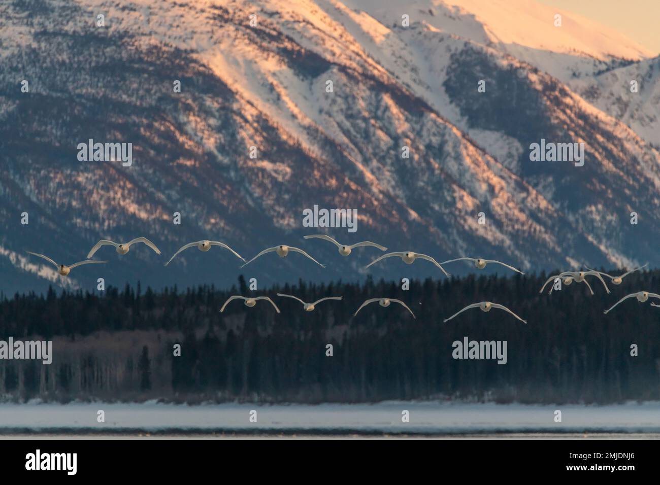 Migrating trumpeter & tundra swans seen in Spring season during their ...