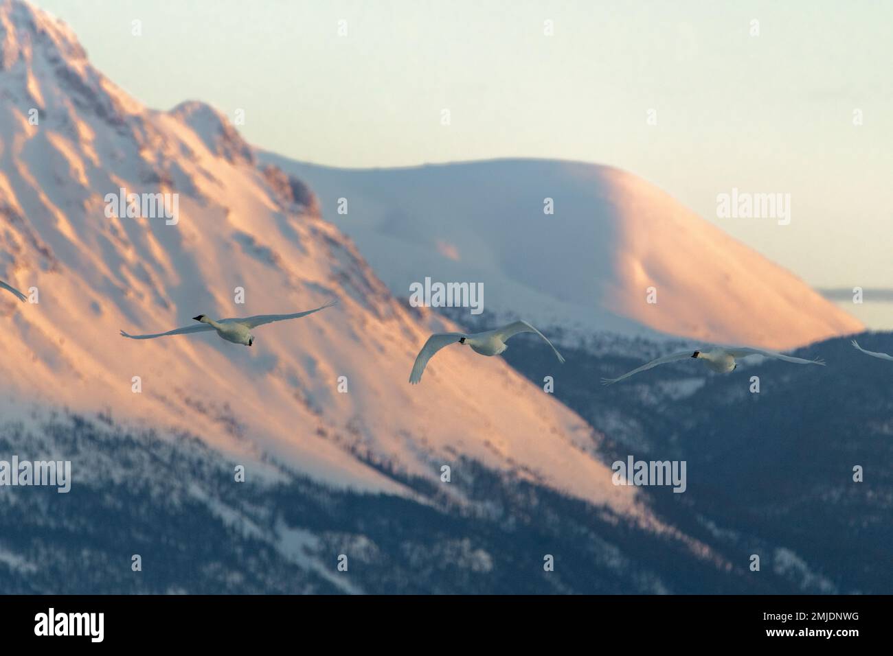 Migrating trumpeter & tundra swans seen in Spring season during their ...