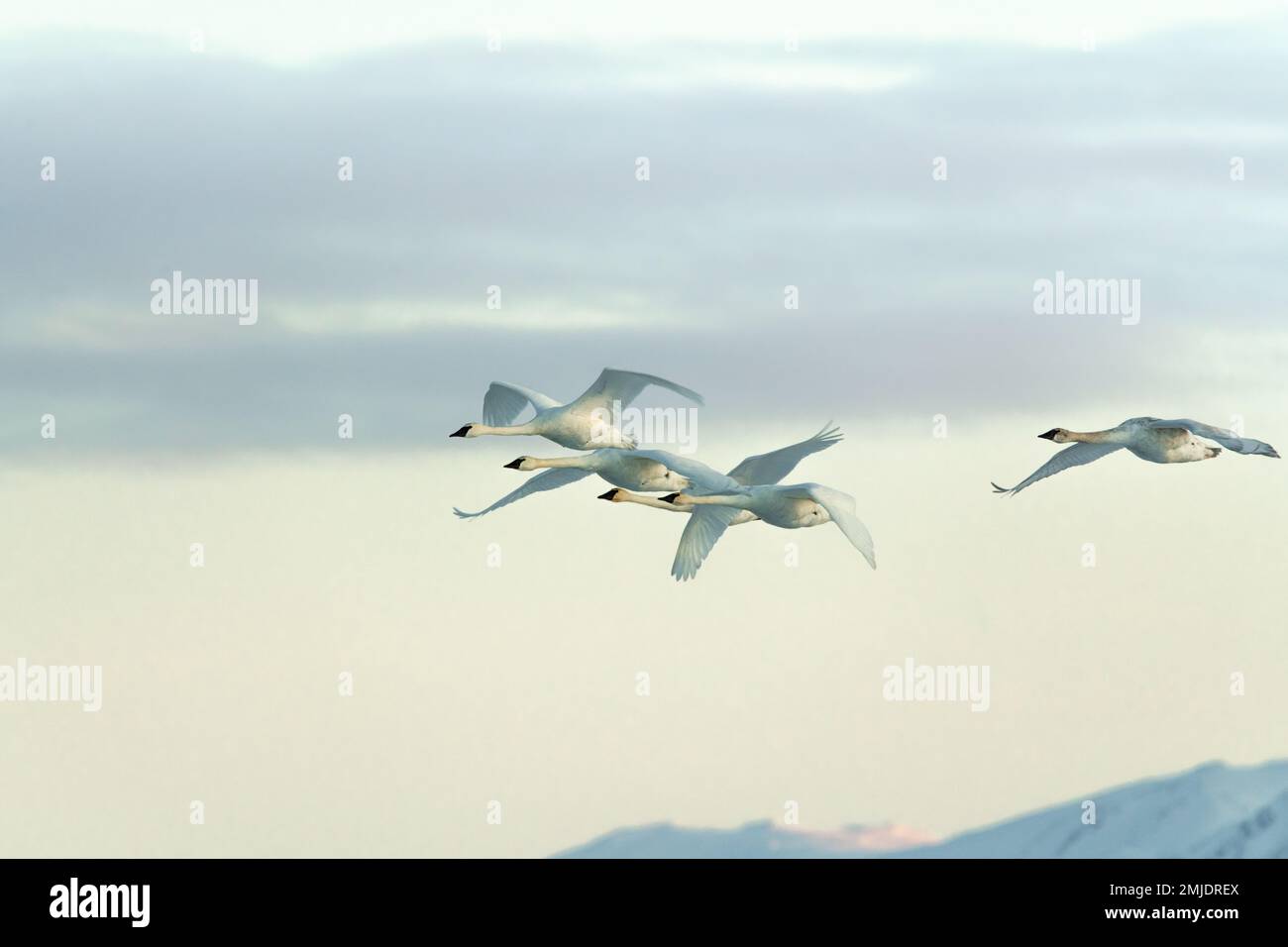 Migrating trumpeter & tundra swans seen in Spring season during their ...