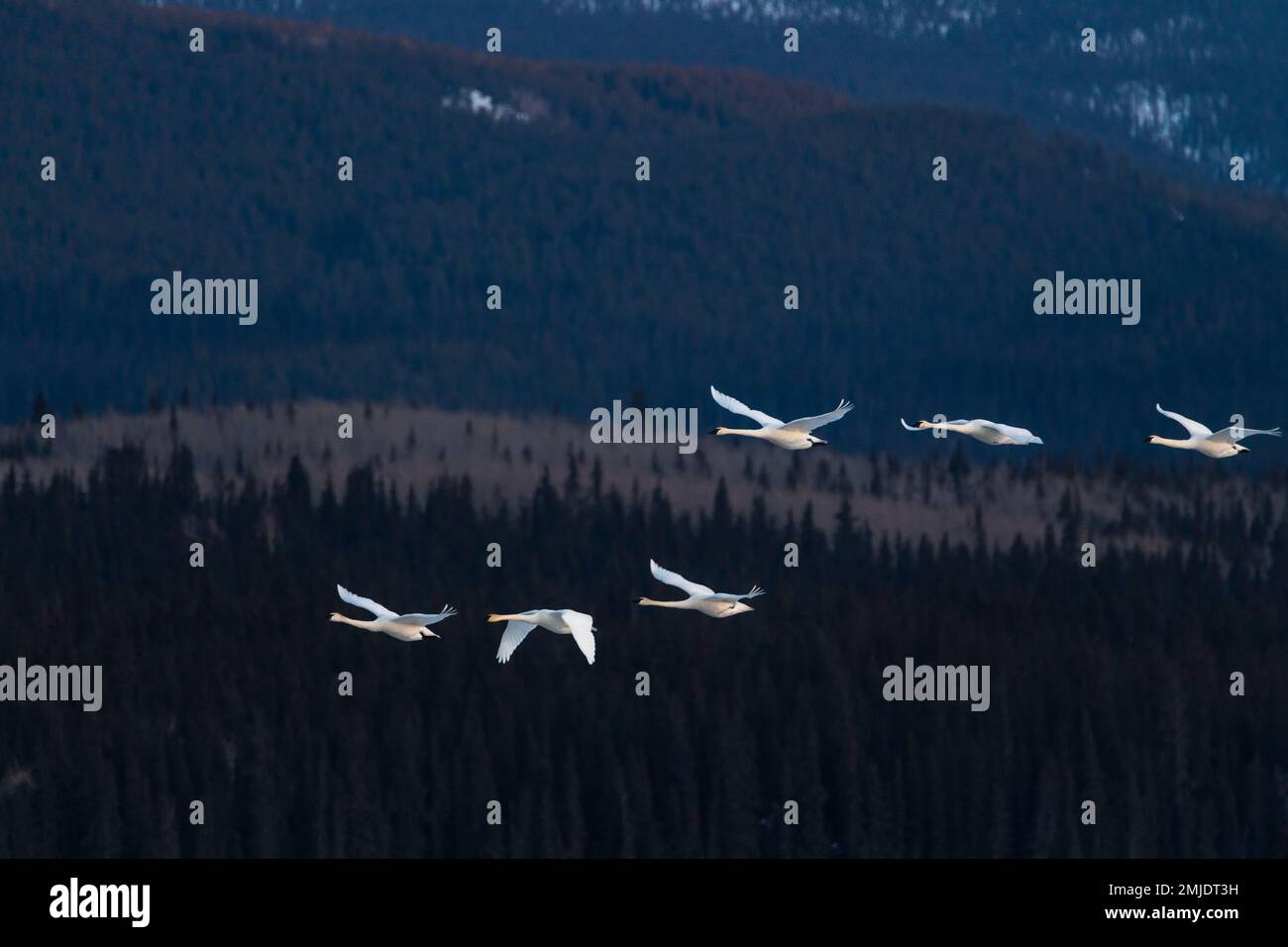 Migrating trumpeter & tundra swans seen in Spring season during their ...