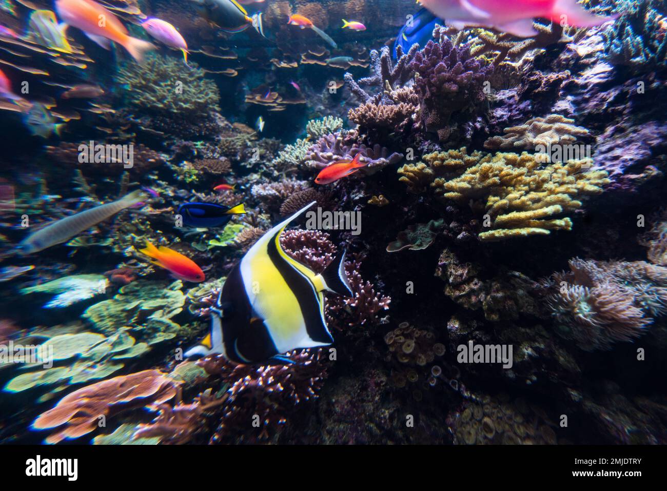 Singapore sentosa aquarium Stock Photo - Alamy