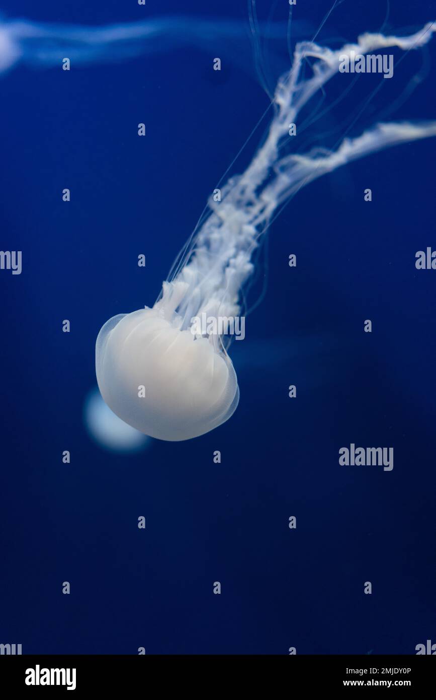 Resort world sentosa aquarium hi-res stock photography and images - Alamy