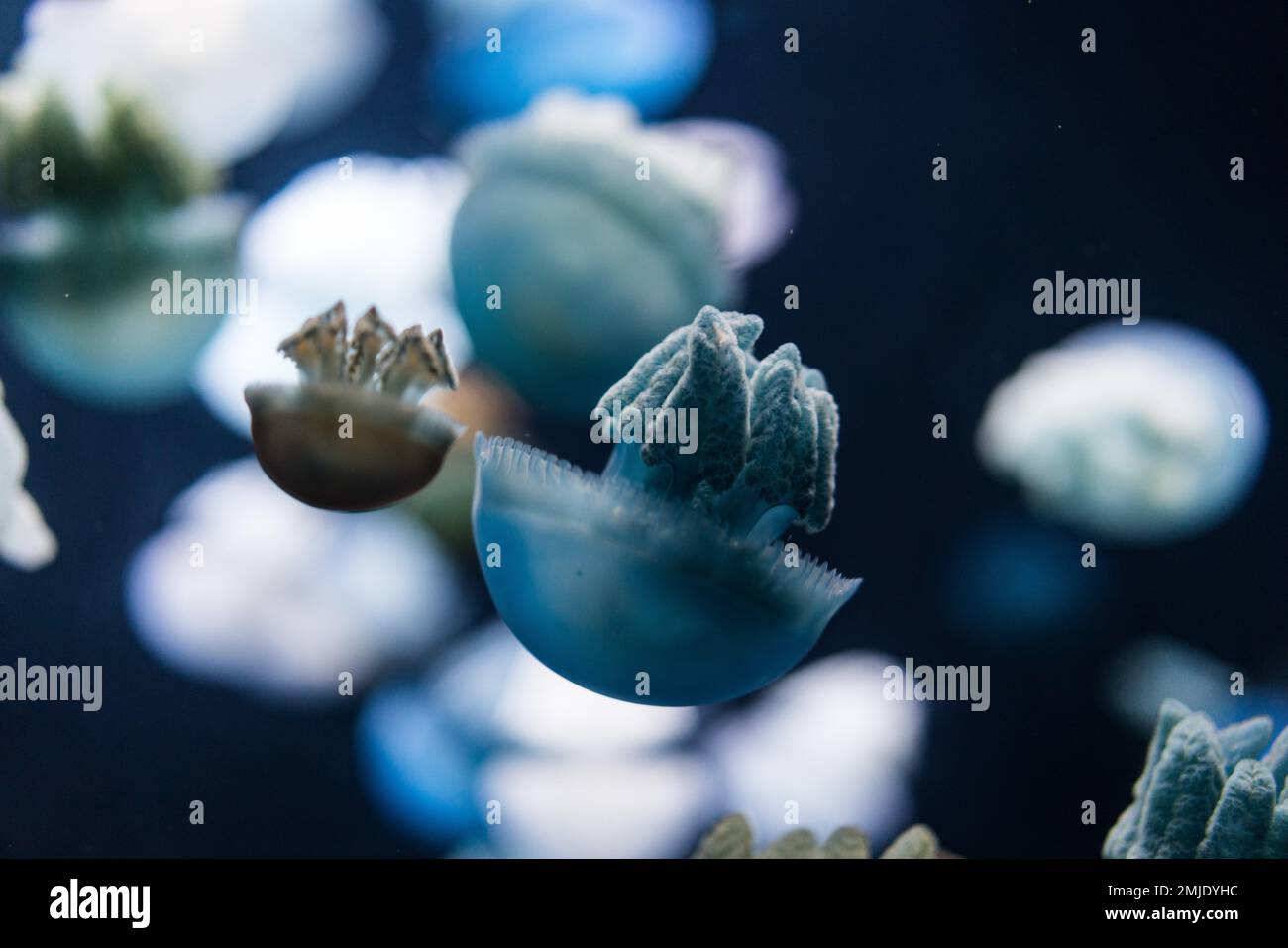 Resort world sentosa aquarium hi-res stock photography and images - Alamy