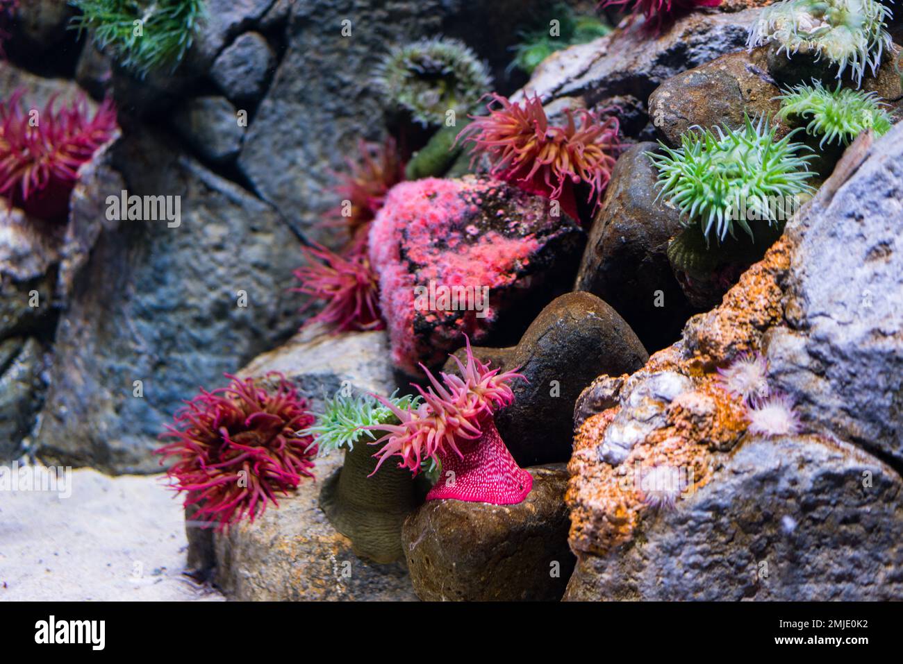 Resort world sentosa aquarium hi-res stock photography and images - Alamy