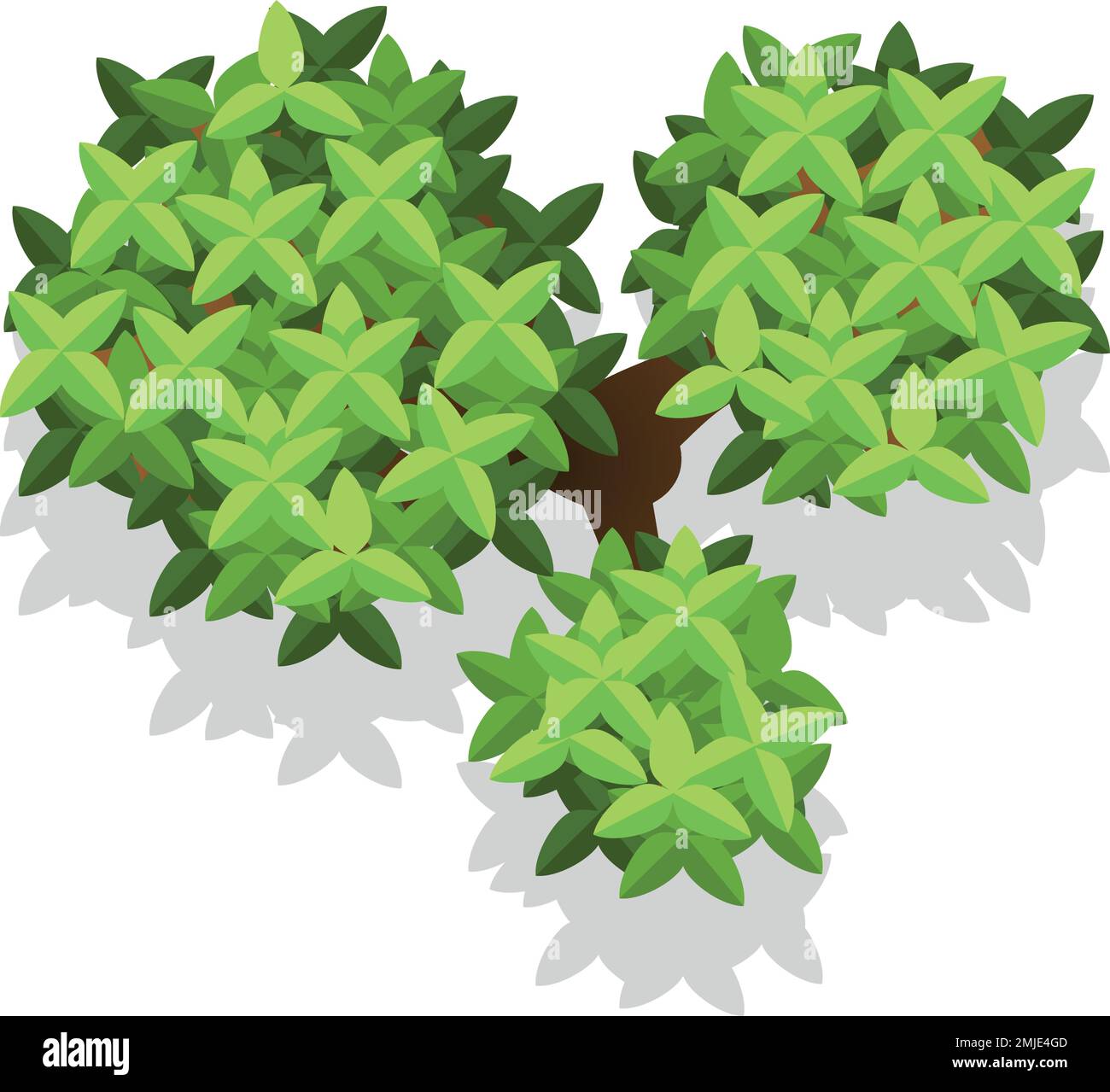 Top of the palm tree Cut Out Stock Images & Pictures - Alamy