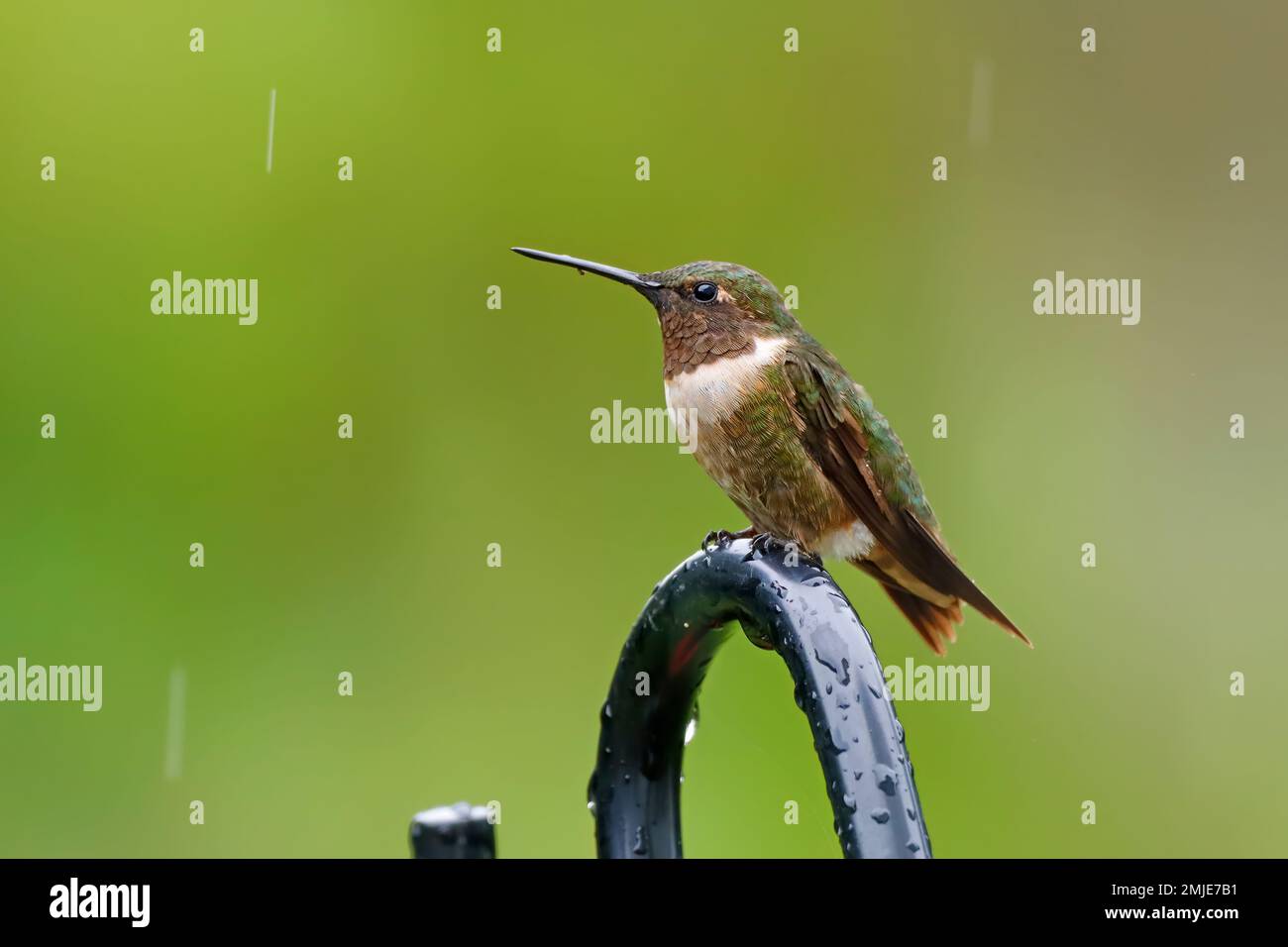 Clear Photo of Male Ruby Throated Hummingbird sitting in the Rain Storm ...
