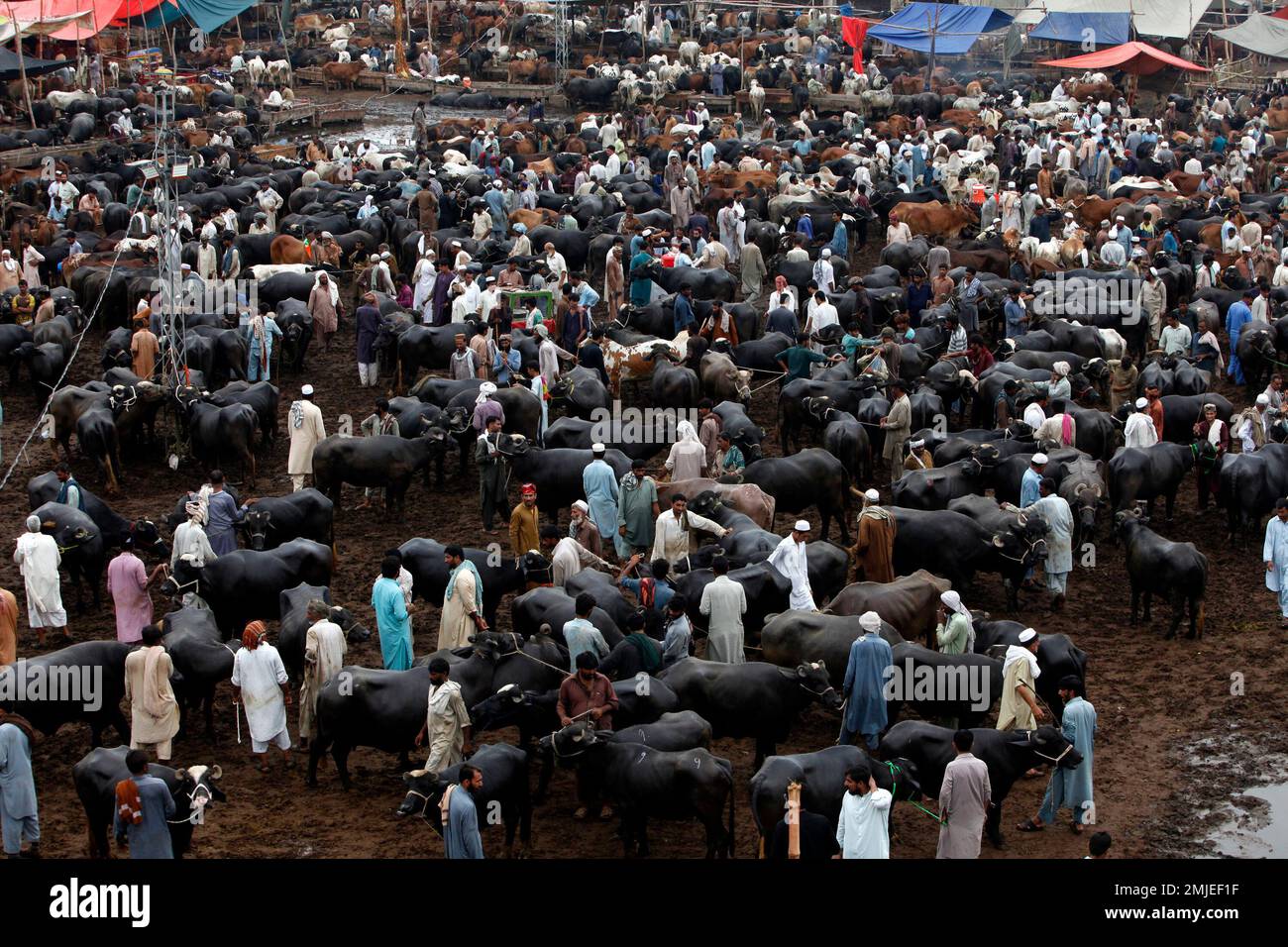 Pakistani vendors wait for customers to sell animals at a cattle market ...