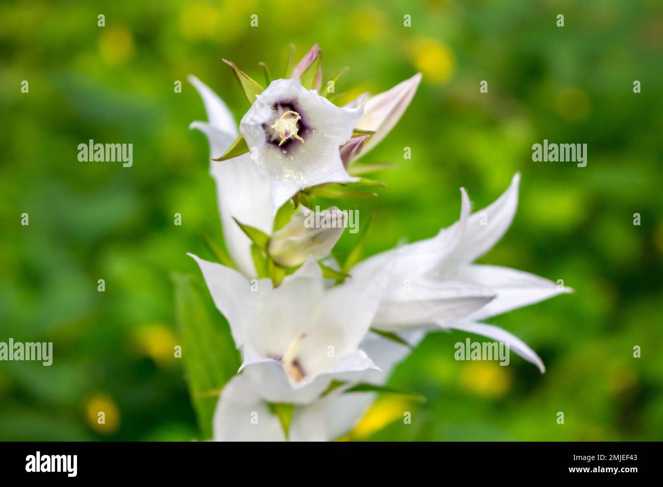 Campanula latifolia or giant bellflower, white Stock Photo - Alamy