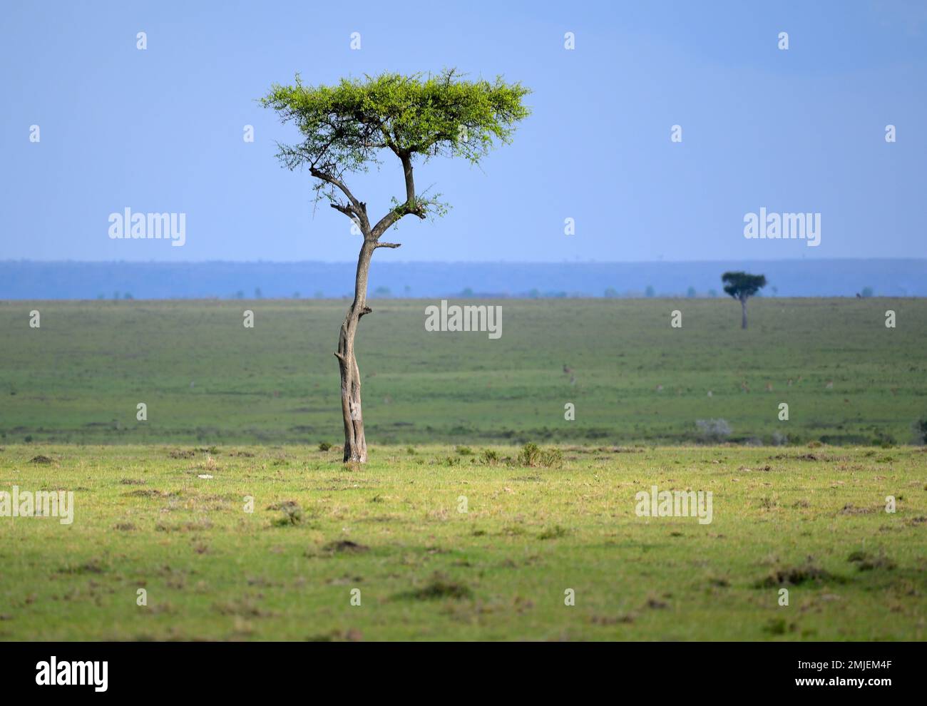 Iconic Safari in the epic Masai Mara, Narok Kenya KE Stock Photo - Alamy