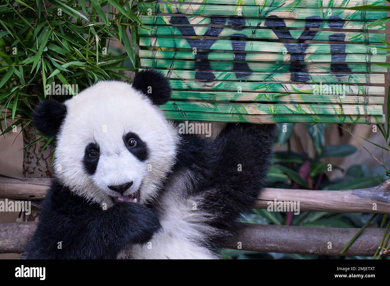 Nineteen-month-old female panda cub Yi Yi sits next to her name during ...