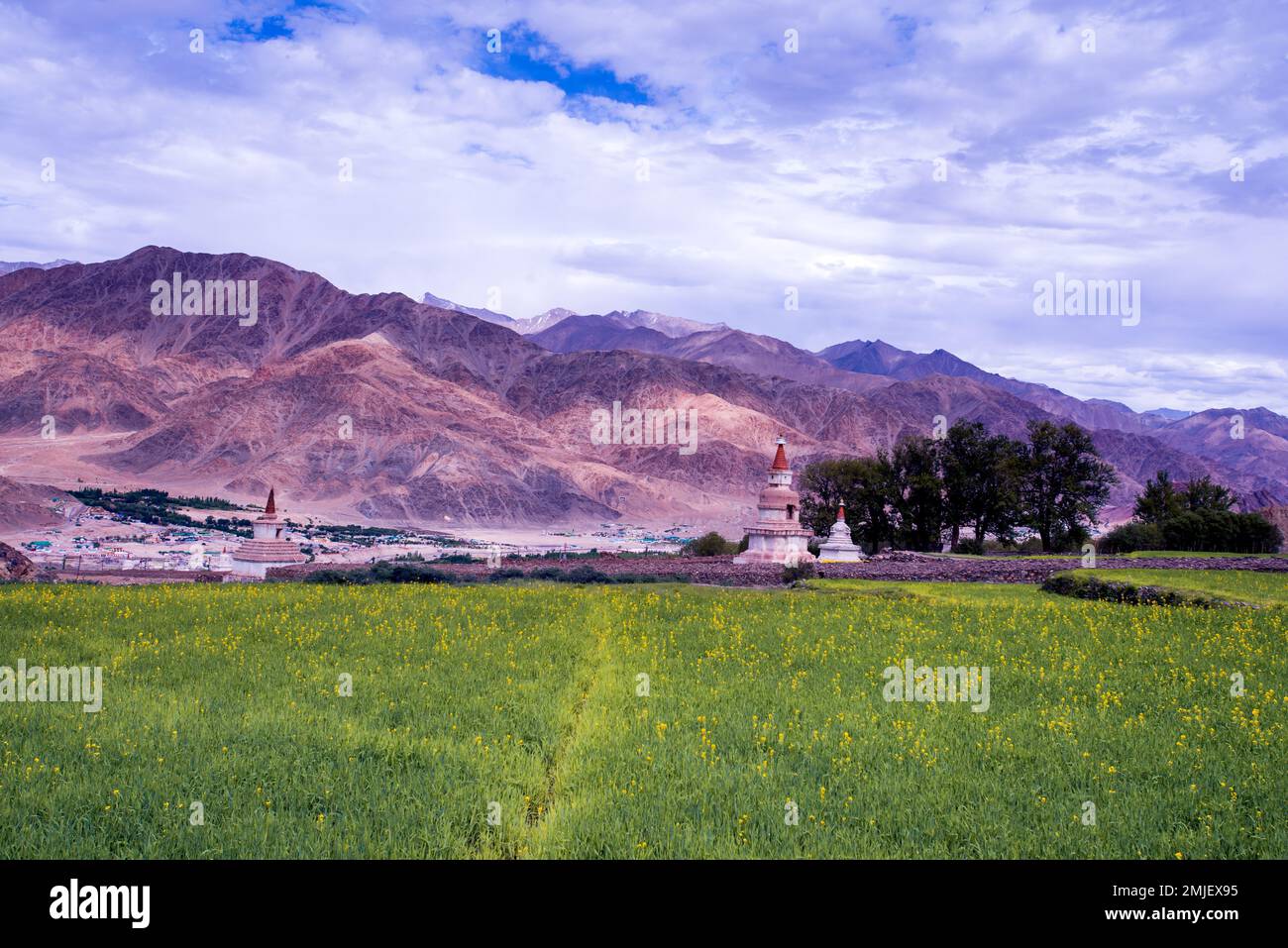 Landscape with mountains and clouds. tree, flowers, agriculture, field ...