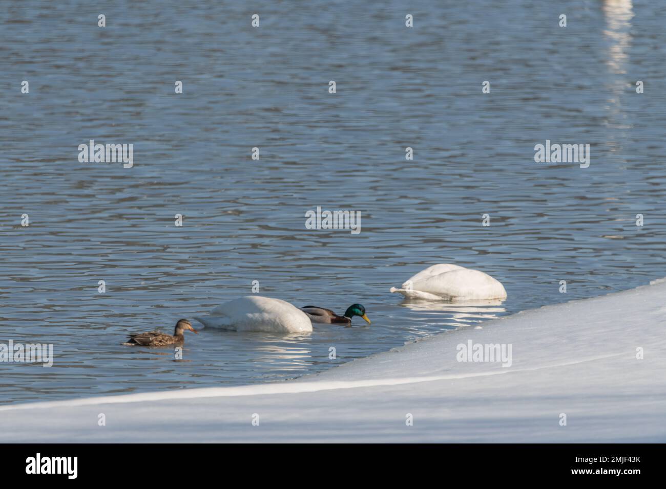 Migrating trumpeter & tundra swans seen in Spring season during their ...