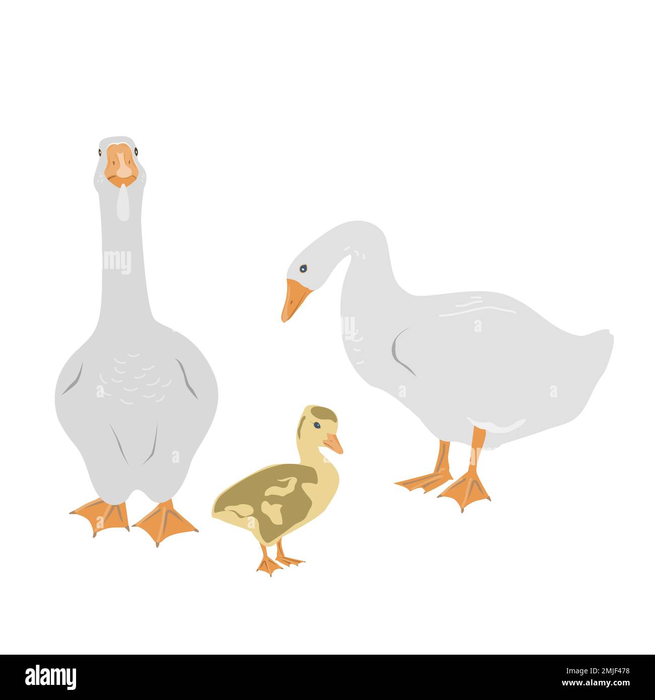 Goose family. Female and male geese and gosling isolated on white ...