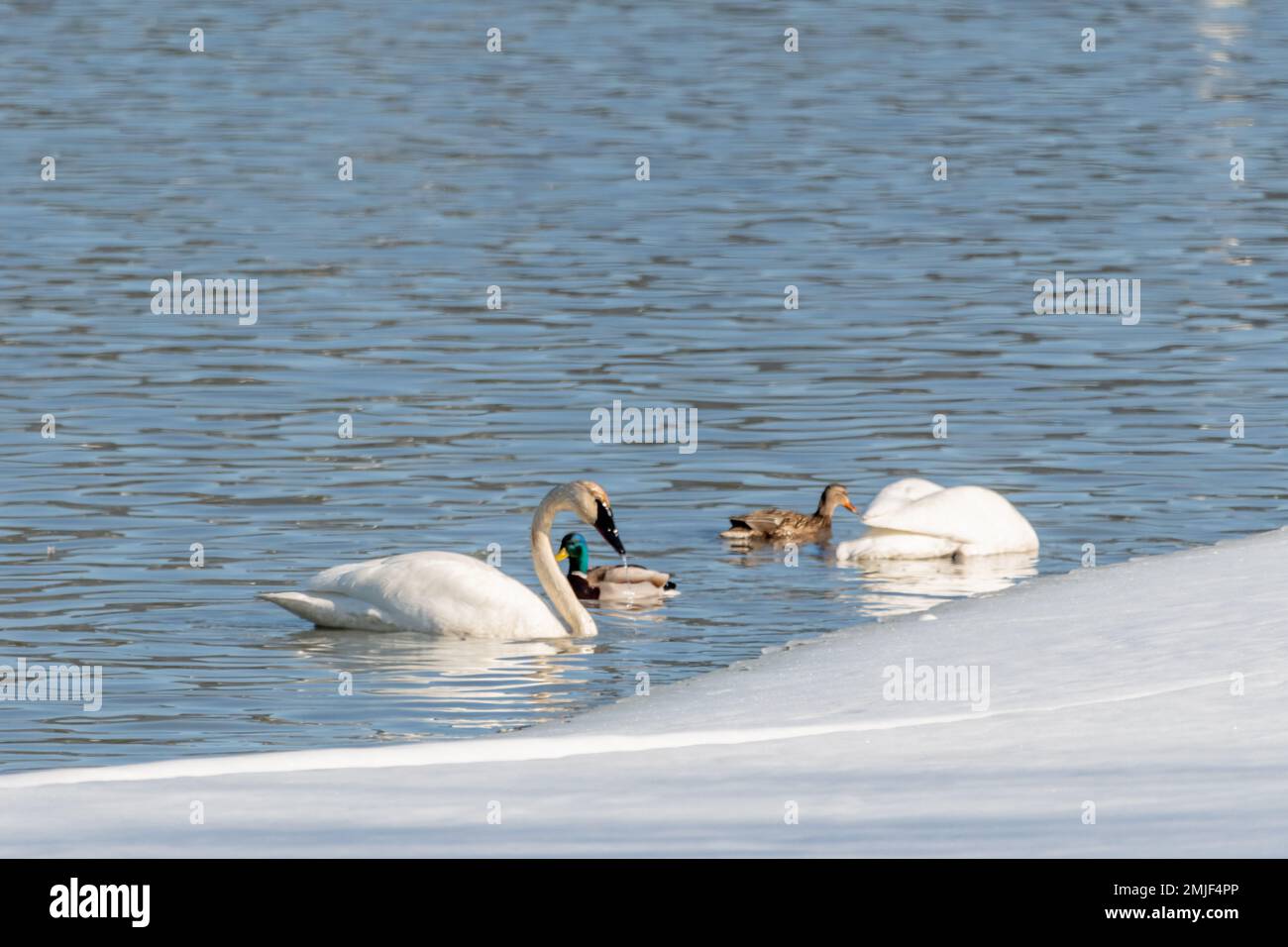 Migrating trumpeter & tundra swans seen in Spring season during their ...