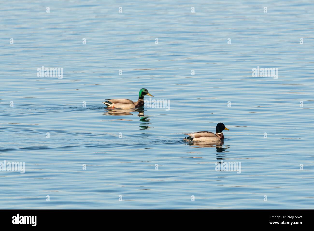 Migrating trumpeter & tundra swans seen in Spring season during their ...