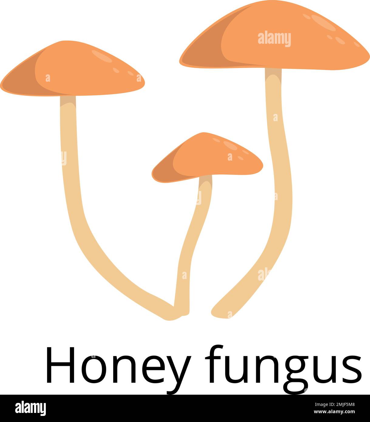 Honey fungus icon. Fresh raw cartoon mushroom Stock Vector Image & Art ...