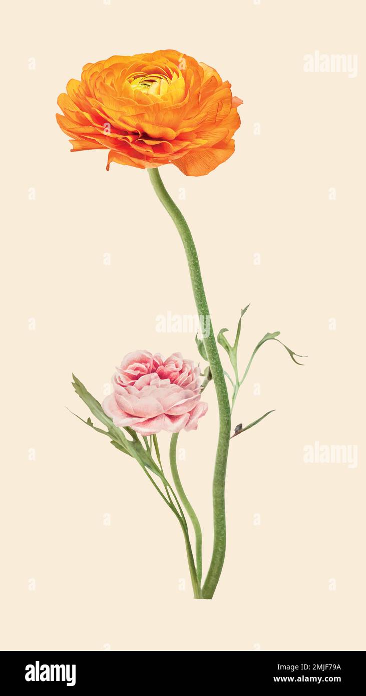 Collage ranunculus vintage orange flower illustration vector, hand ...
