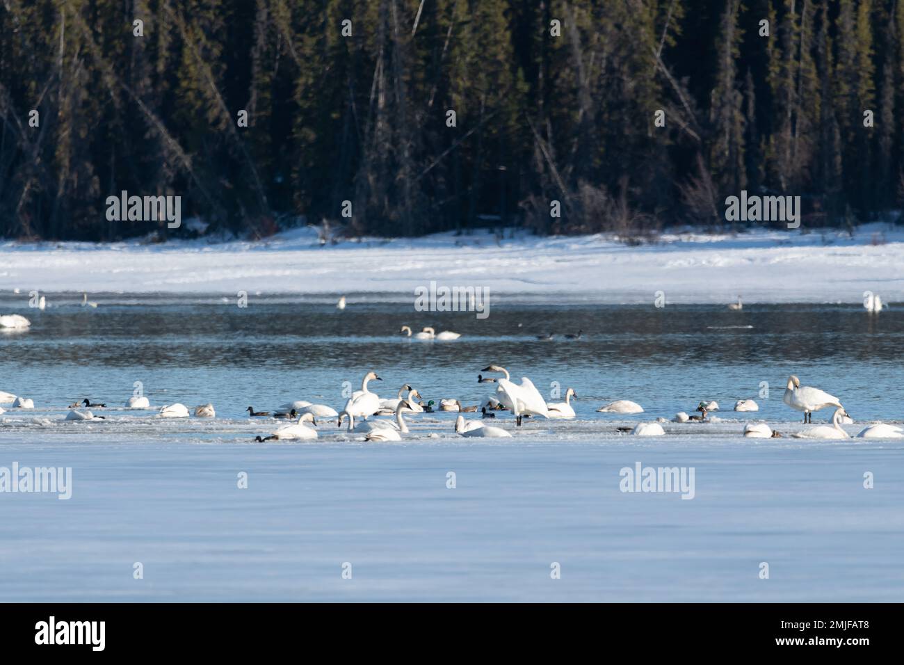 Migrating trumpeter & tundra swans seen in Spring season during their ...