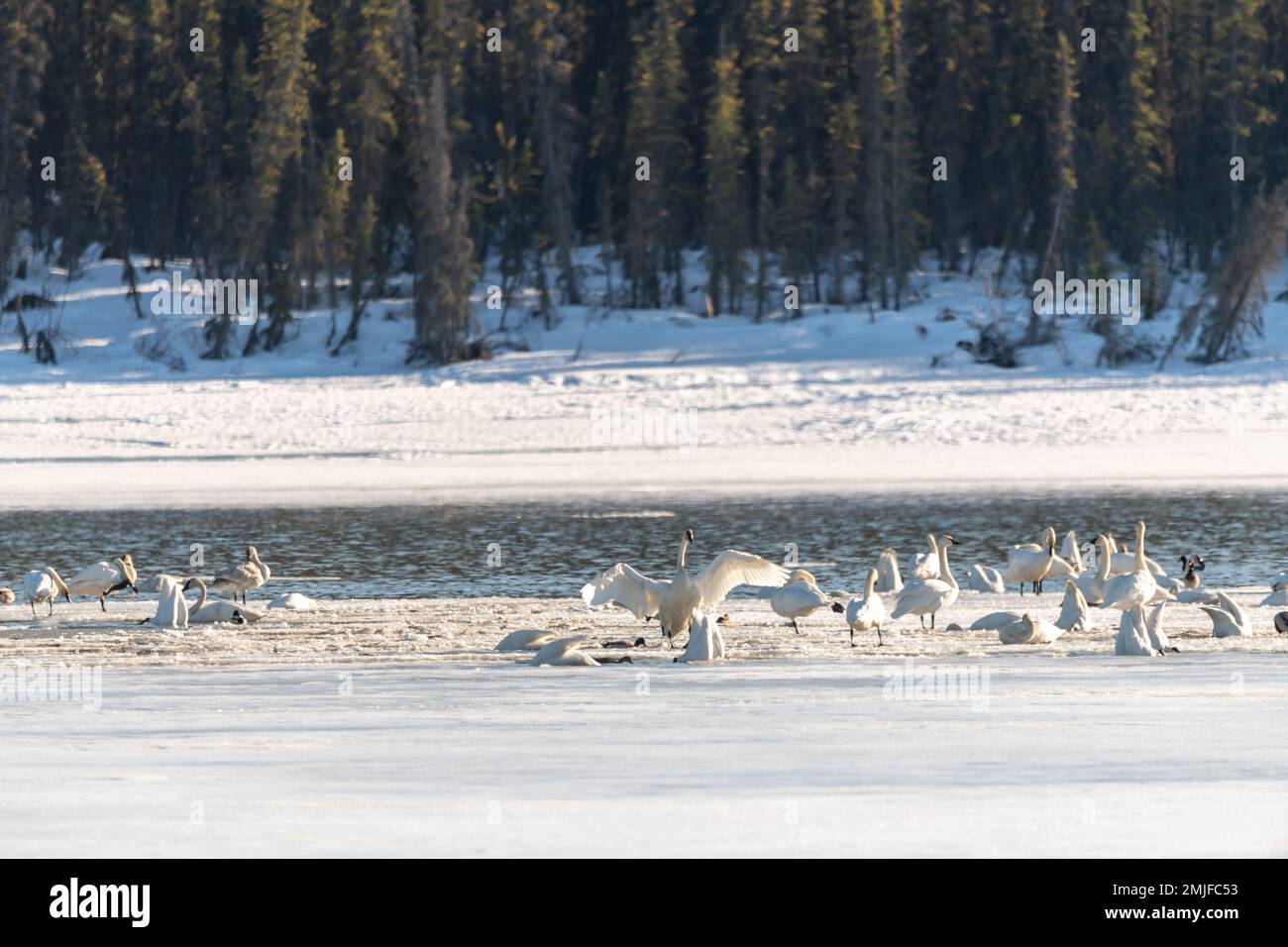 Migrating trumpeter & tundra swans seen in Spring season during their ...