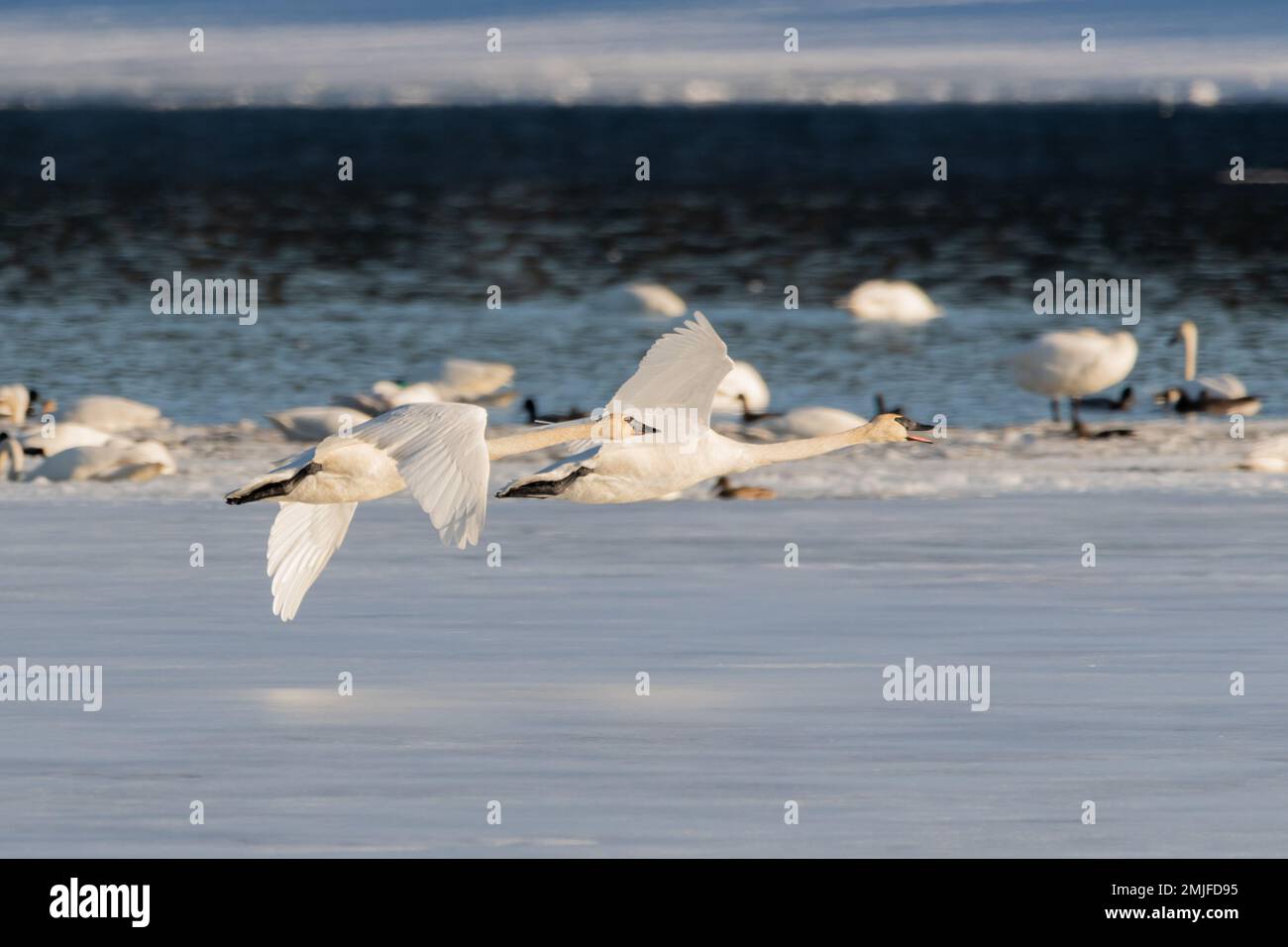 Tundra swans migration hi-res stock photography and images - Alamy