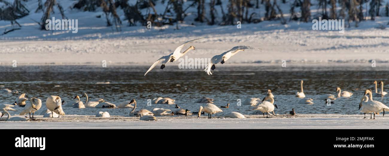 Migrating trumpeter & tundra swans seen in Spring season during their ...