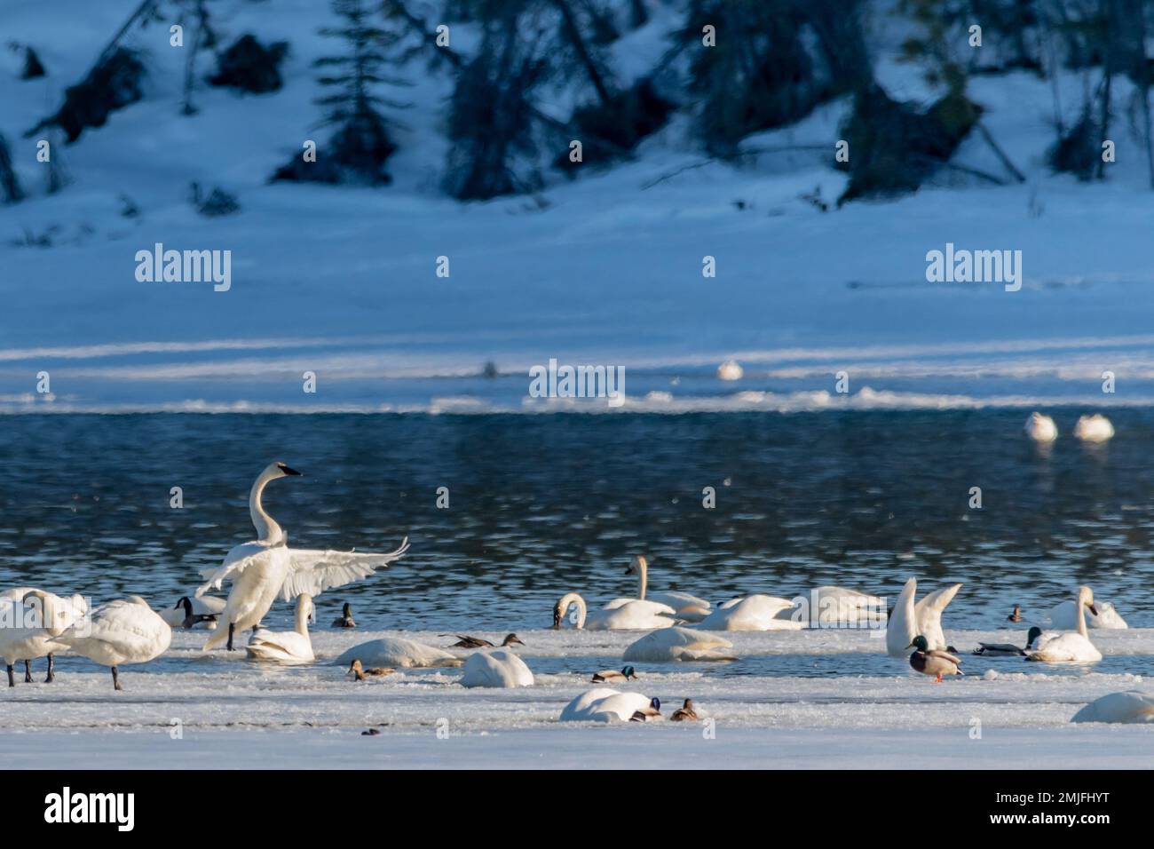 Migrating trumpeter & tundra swans seen in Spring season during their ...