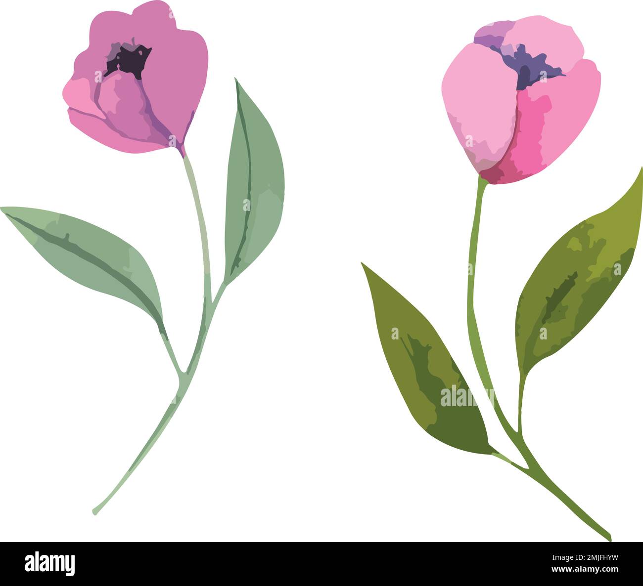 Set of vector watercolor flowers, botanical illustration of magenta ...