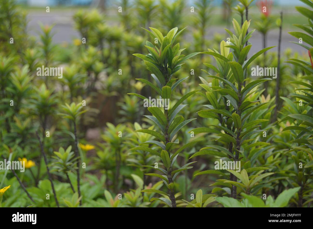 Portrait of ornamental plants as plants to decorate parks and ...