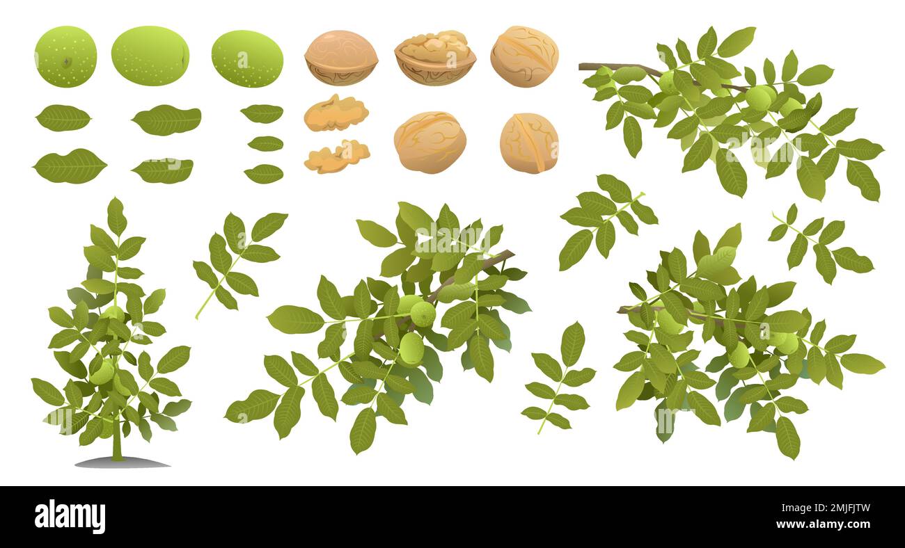 Set of Walnut tree branches with ripe fruits. Garden plant with edible ...