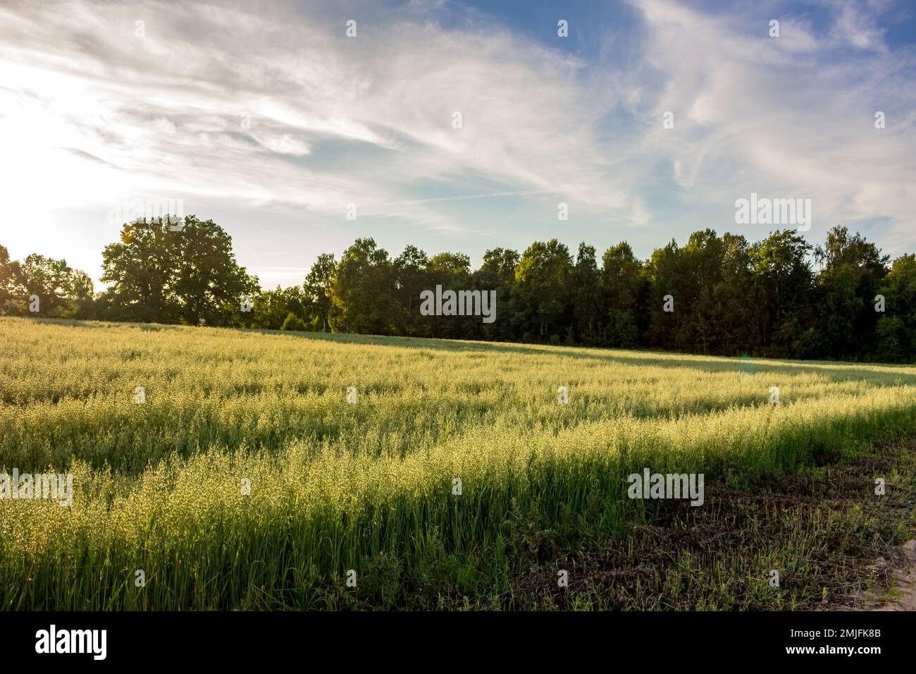 Farmer fields in summer, countryside landscape in summer Stock Photo ...