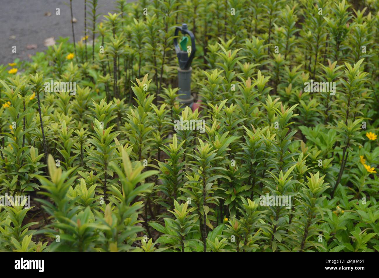 Portrait of ornamental plants as plants to decorate parks and ...