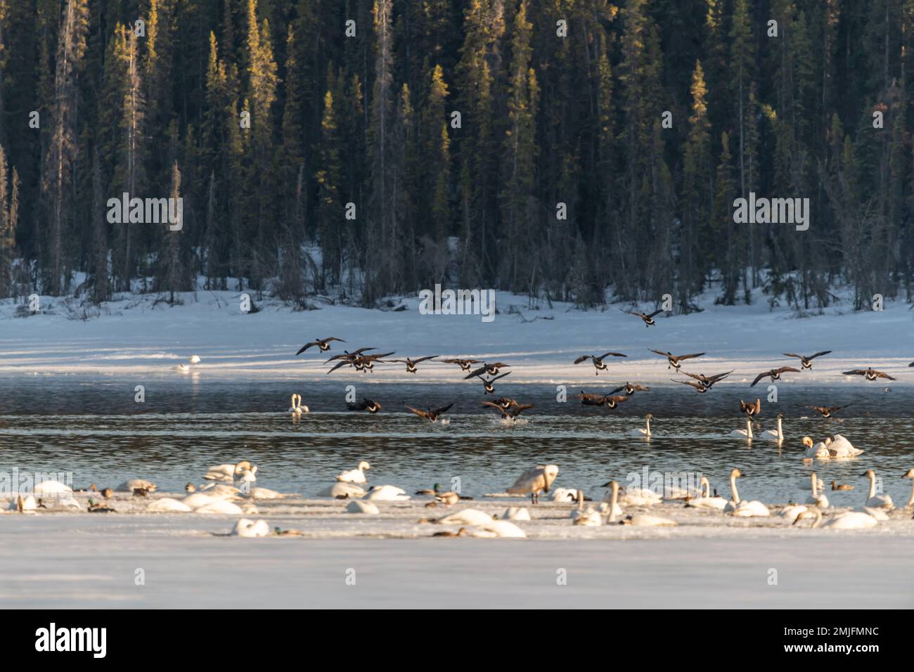 Migrating trumpeter & tundra swans seen in Spring season during their ...
