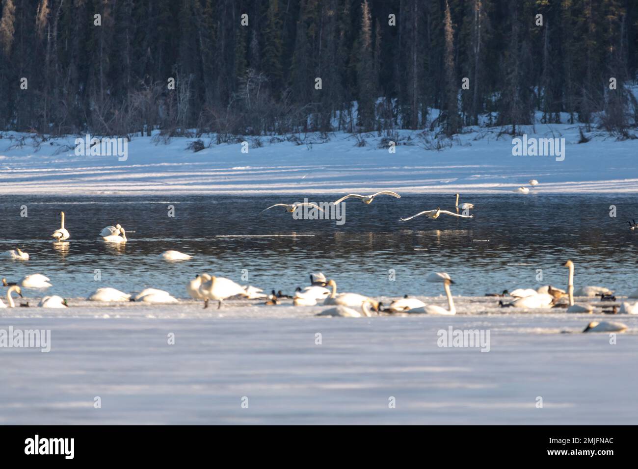 Migrating trumpeter & tundra swans seen in Spring season during their ...