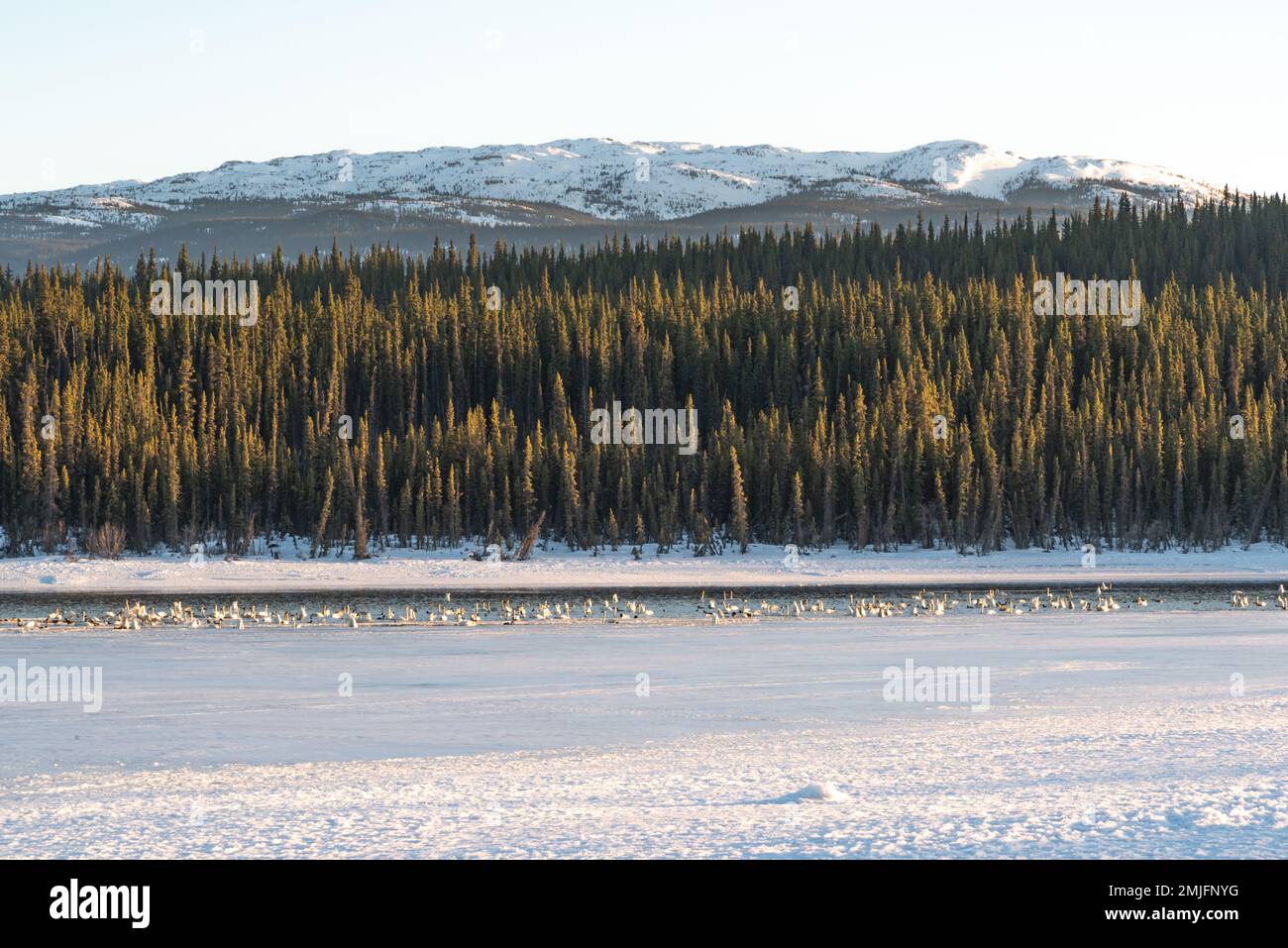 Migrating trumpeter & tundra swans seen in Spring season during their ...