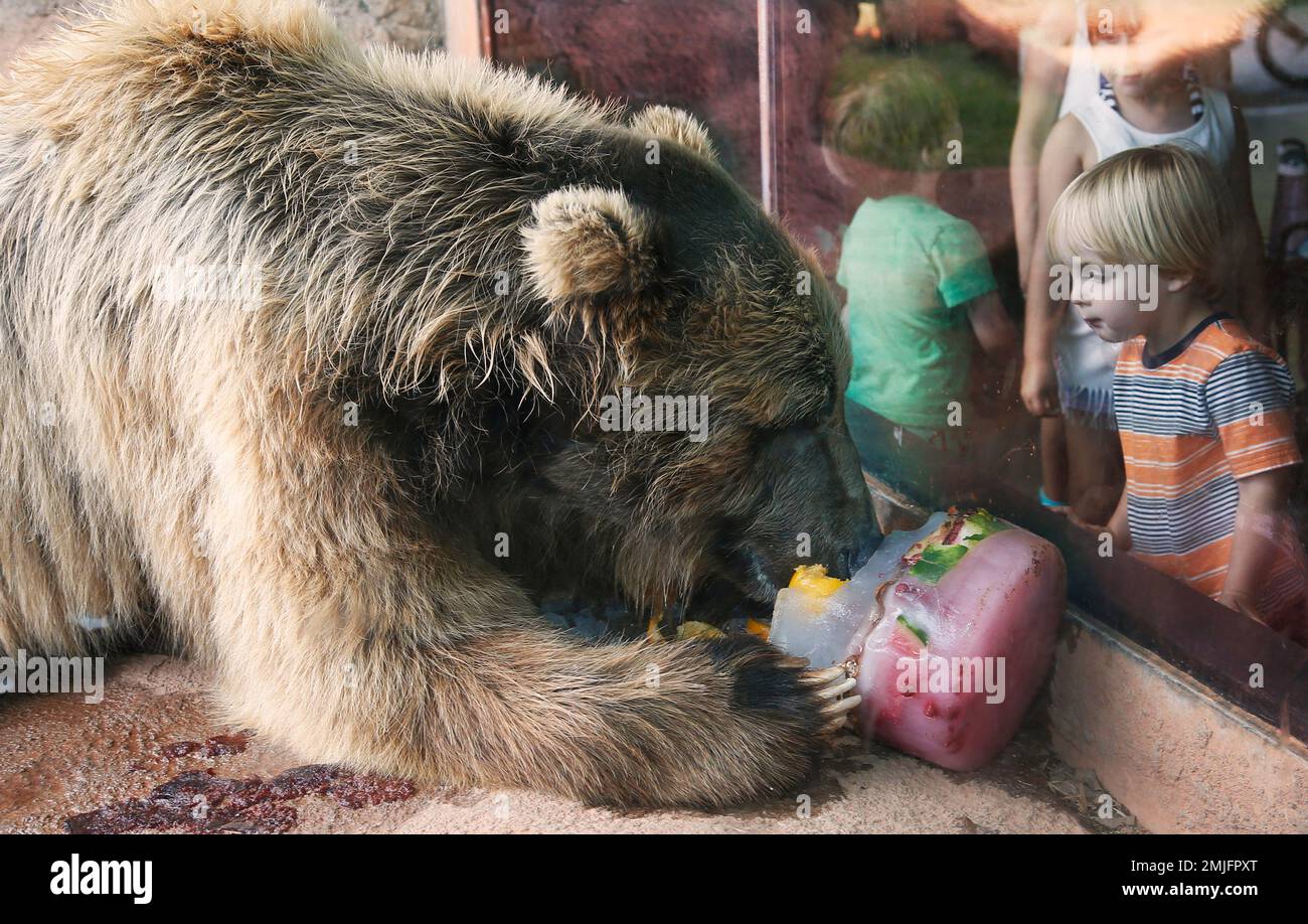Jack Baker, 2, of Oklahoma City, watches as Wiley, one of the grizzly ...