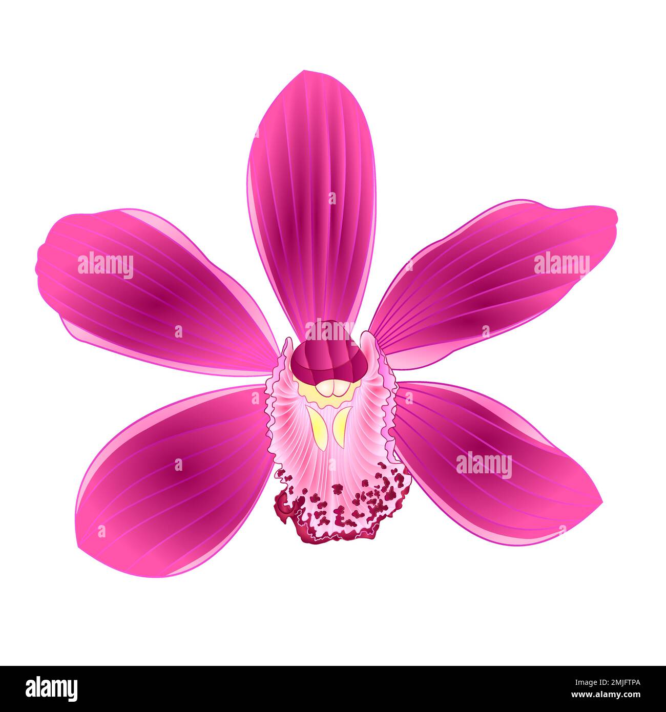 Orchid cymbidium Stock Vector Images - Alamy