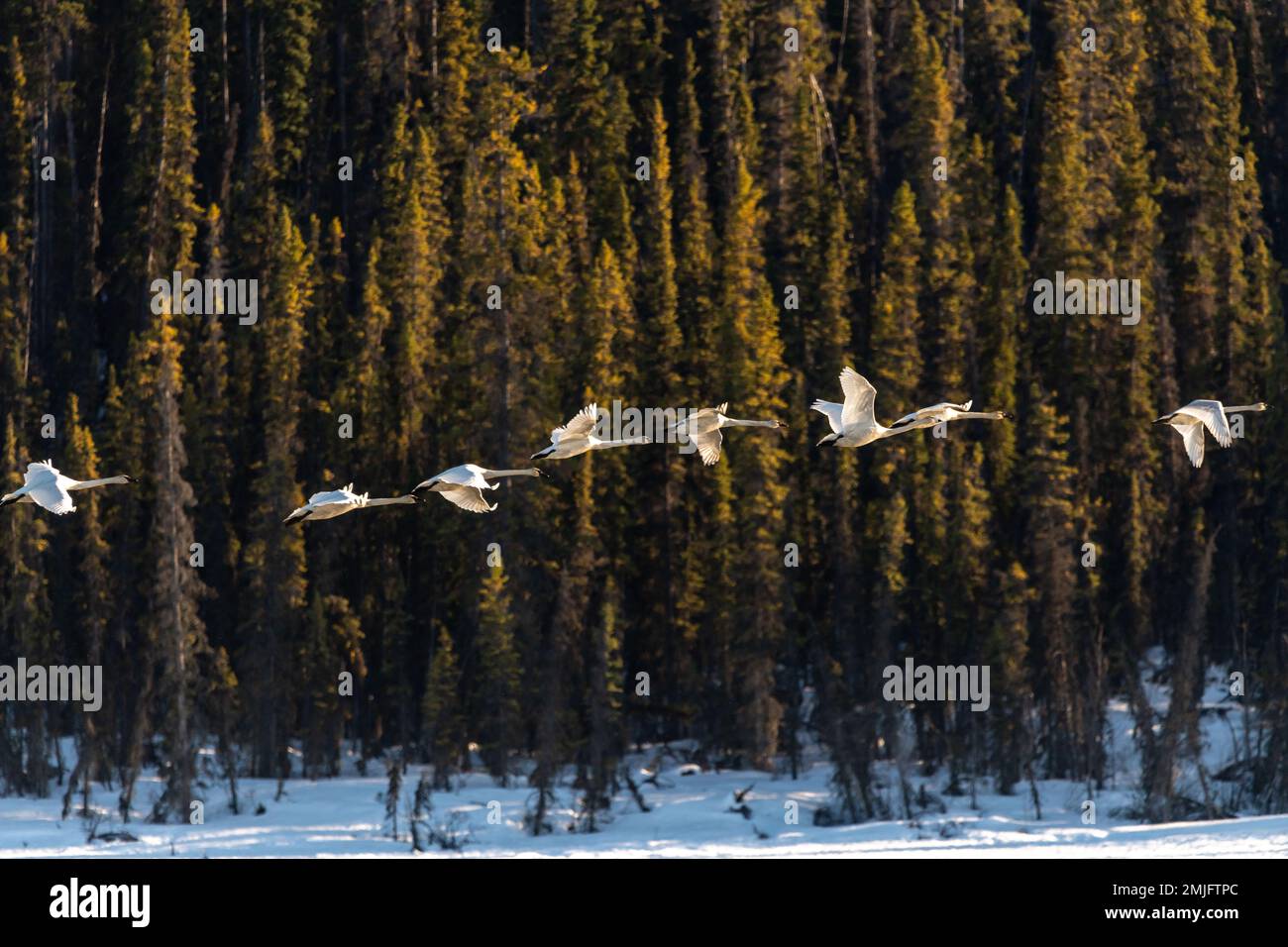 Migrating trumpeter & tundra swans seen in Spring season during their ...