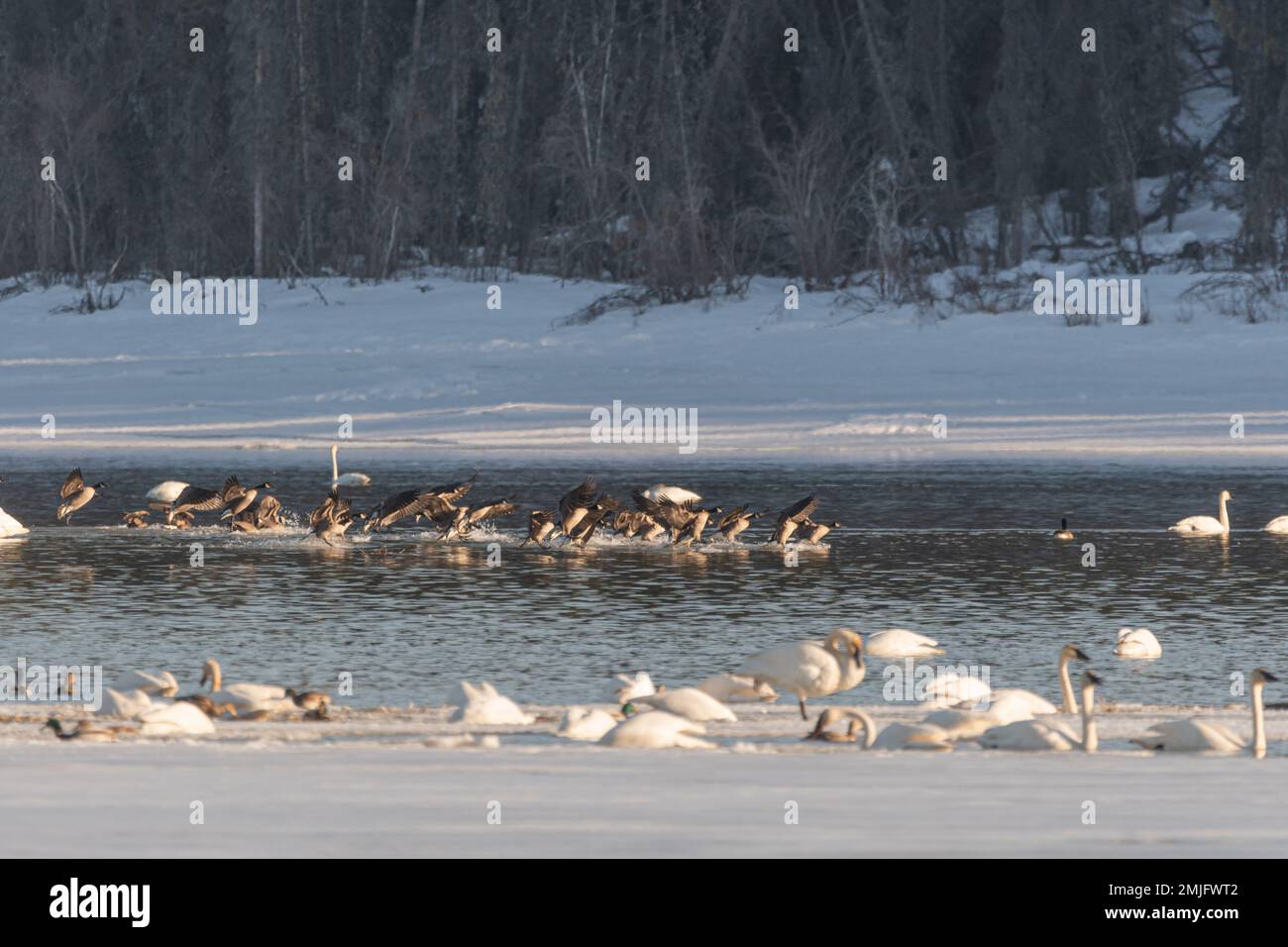 Tundra swans migration hi-res stock photography and images - Alamy