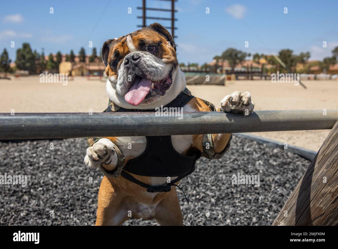 U.S Marine Corps Cpl. Manny, the mascot of Marine Corps Recruit Depot ...