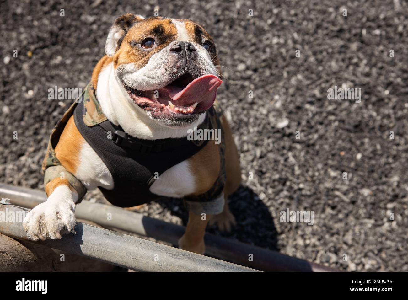 U.S Marine Corps Cpl. Manny, the mascot of Marine Corps Recruit Depot ...