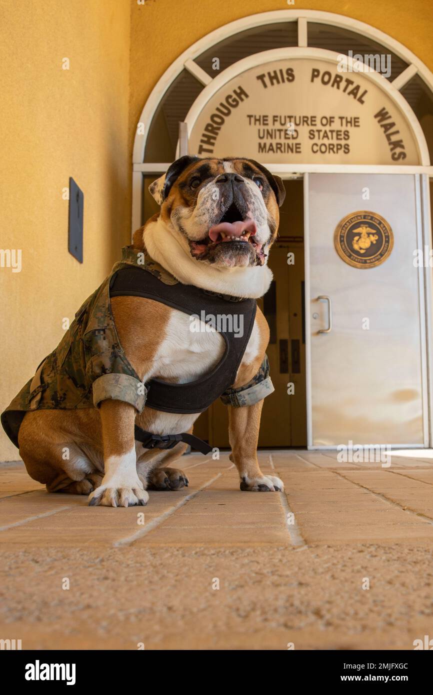 U.S Marine Corps Cpl. Manny, the mascot of Marine Corps Recruit Depot ...