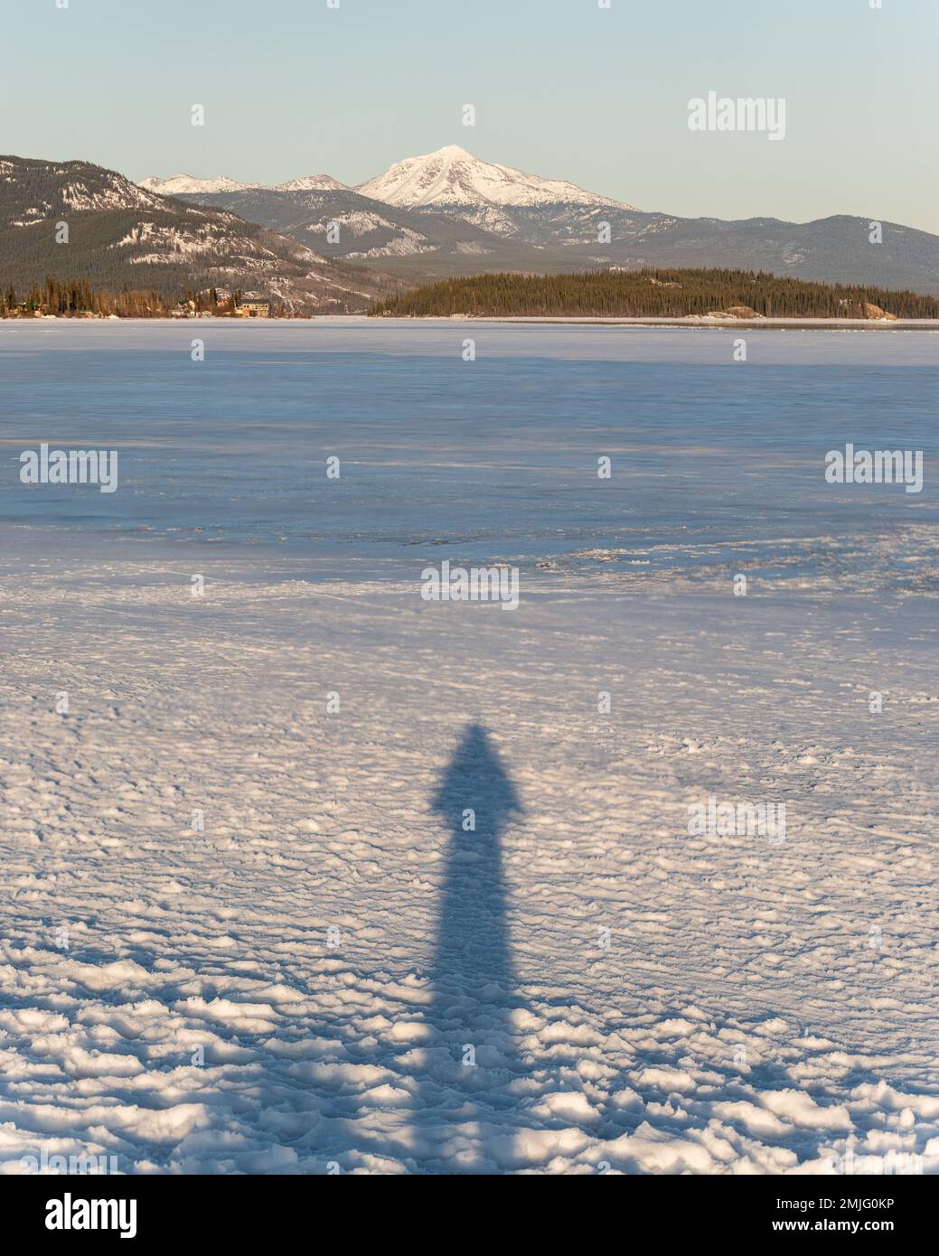 Migrating trumpeter & tundra swans seen in Spring season during their ...
