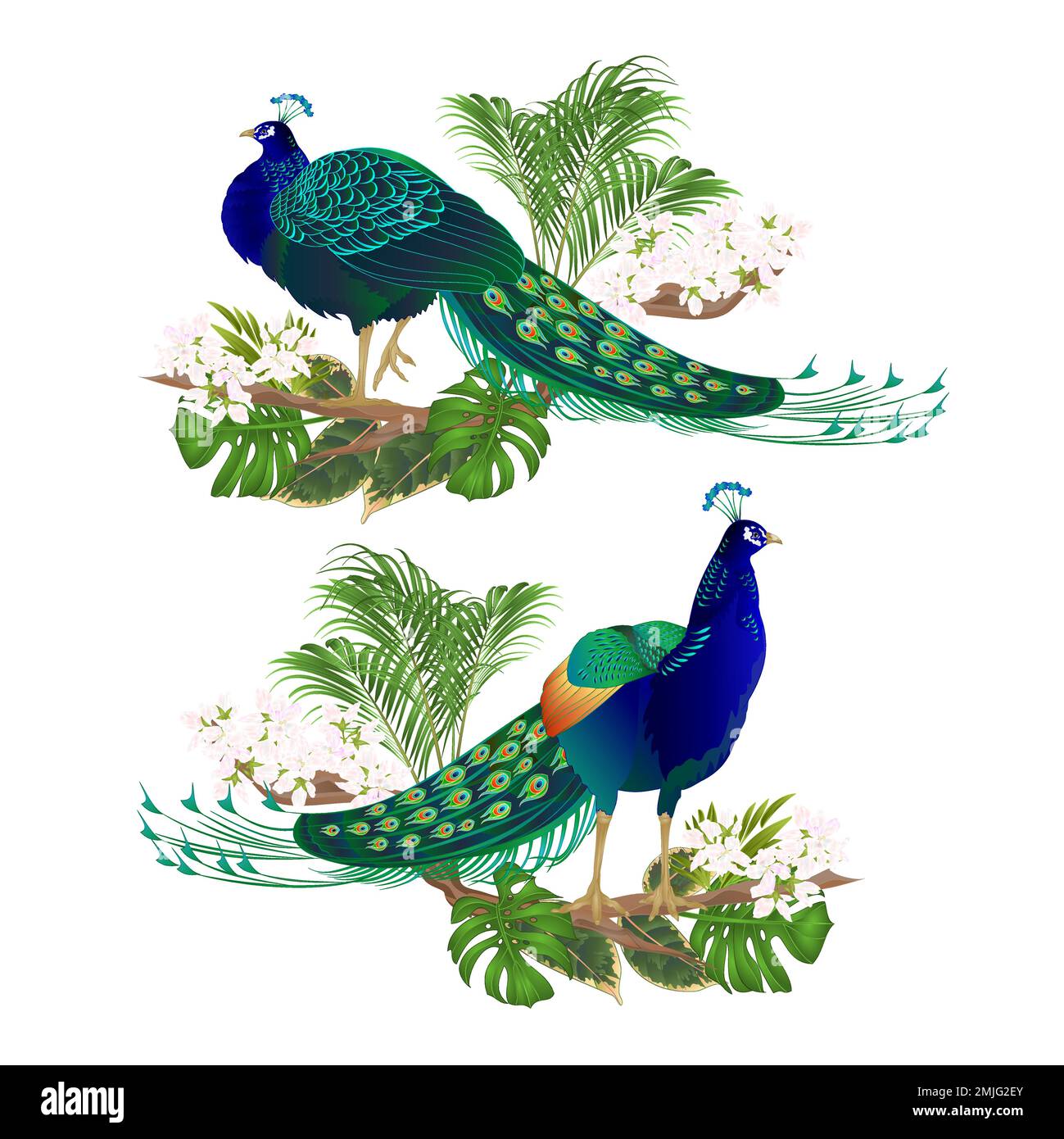 Peacocks Beauty Exotic Birds Natural And Tropical Flowers Watercoloron