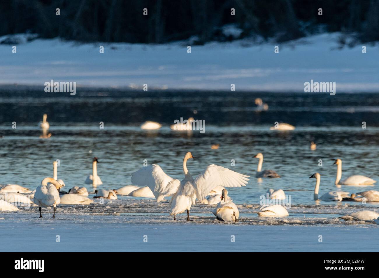 Migrating trumpeter & tundra swans seen in Spring season during their ...