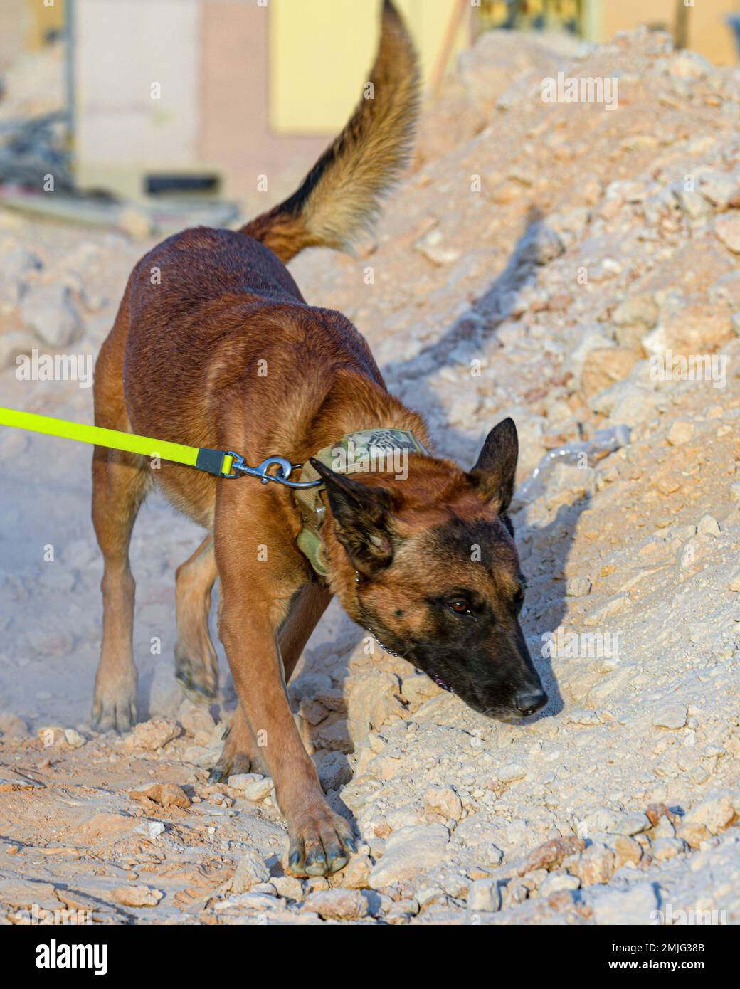 U.S. Air Force K9 Diego, a military working dog assigned to the 378th ...