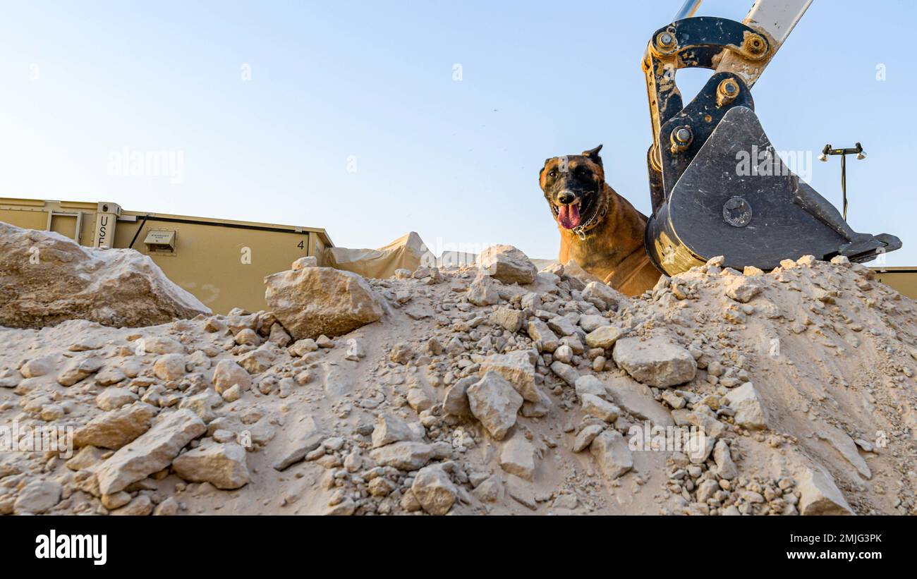 U.S. Air Force K9 Diego, a military working dog assigned to the 378th ...