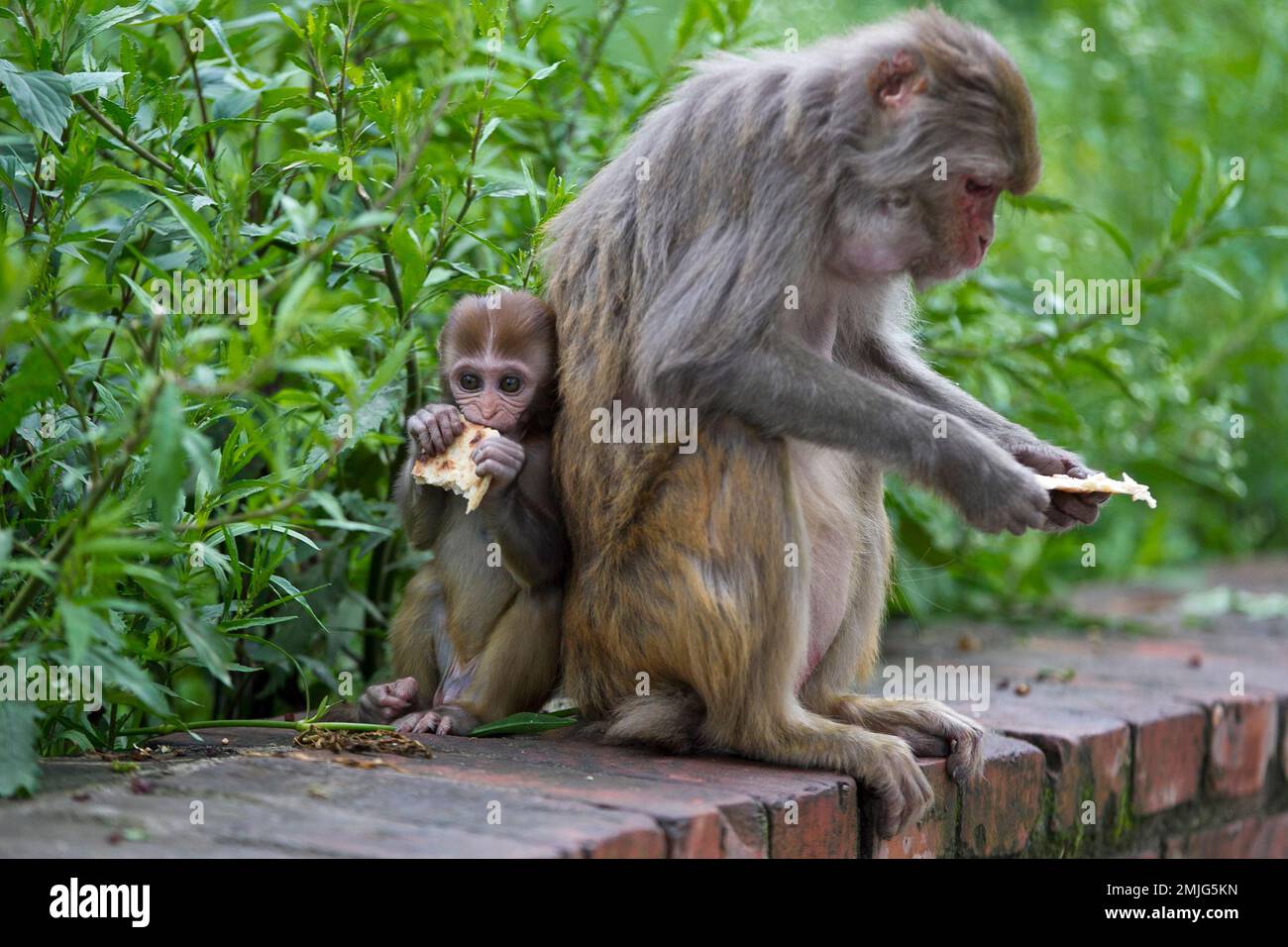 In this July 8, 2019, photo, monkeys eat rotis, or flat bread ...