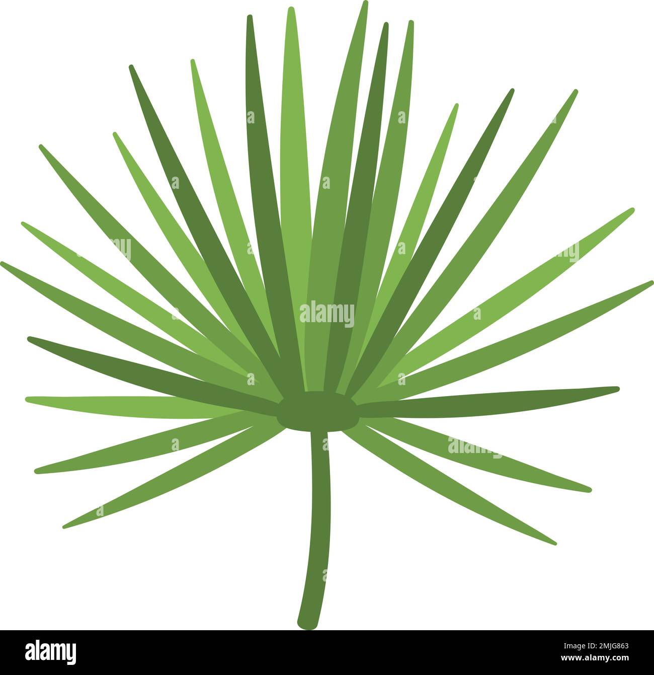 Fan leaf tree hi-res stock photography and images - Alamy