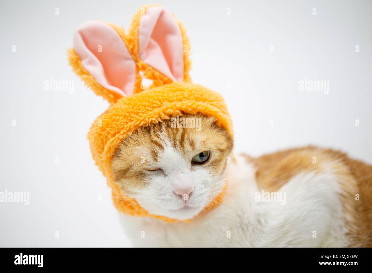 Fluffy easter bunny costume hi-res stock photography and images - Alamy