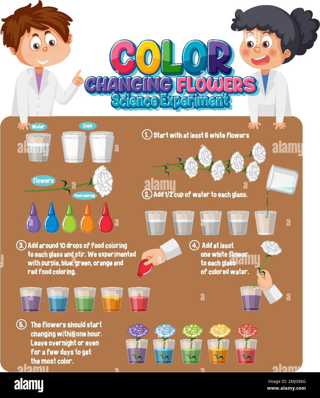 Color Changing Flowers Science Experiment illustration Stock Vector ...